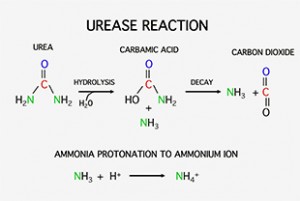 How turfgrasses use urea-nitrogen | Golfdom