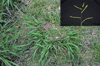 Dallisgrass growth, identification and control | Golfdom