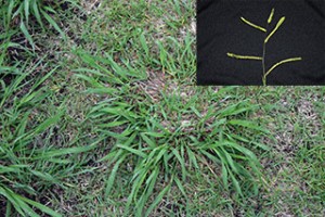Dallisgrass growth, identification and control | Golfdom : Golfdom