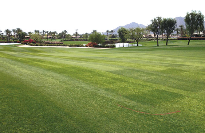 Annual bluegrass control in California | Golfdom