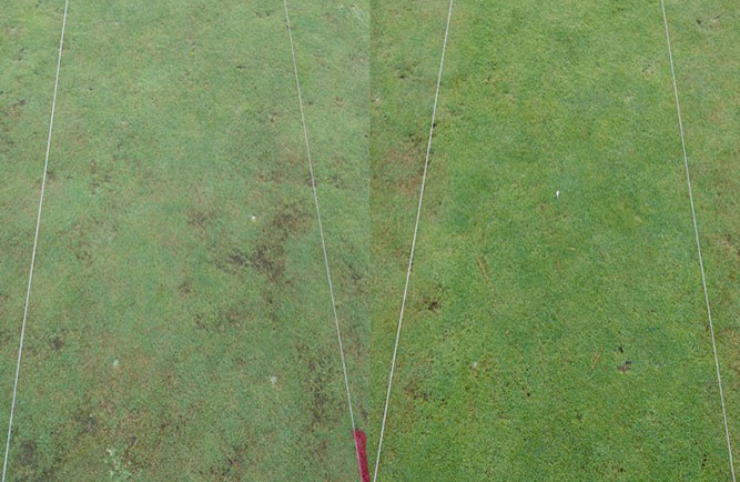 Getting to know the nematode | Golfdom