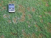 Demystifying Pythium diseases of golf course turfgrasses | Golfdom