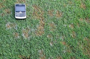 Controlling challenging turfgrass diseases: Pythium blight, wet wilt ...