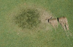 Demystifying Pythium diseases of golf course turfgrasses | Golfdom