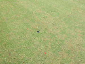 Demystifying Pythium diseases of golf course turfgrasses | Golfdom