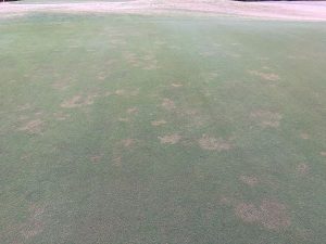 Demystifying Pythium diseases of golf course turfgrasses | Golfdom