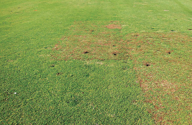 Winter bermudagrass overseeding: Does it hurt or help? | Golfdom