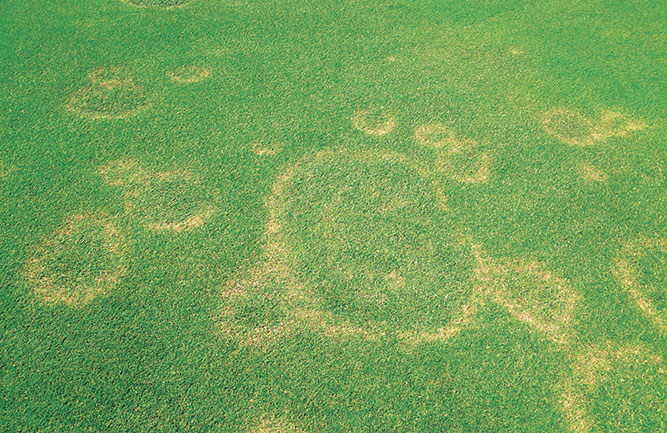 Experts' Insights: Fighting fairy ring | Golfdom