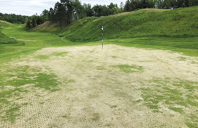 Germinating creeping bent in the cold | Golfdom