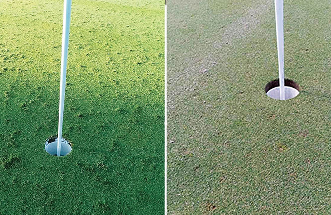 Recovering from hail damage | Golfdom