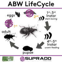 Suprado™: Options for ABW Control you've never had before! | Golfdom