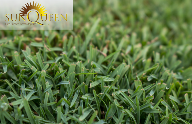 Pure Seed and Atlas Turf announce new seeded bermudagrass | Golfdom