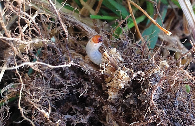 Turf Pest of the Month: How to best mitigate potential billbug damage ...