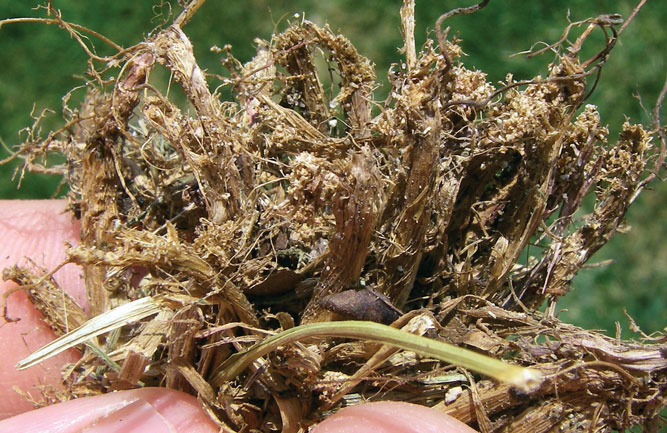 Turf Pest of the Month: How to best mitigate potential billbug damage ...
