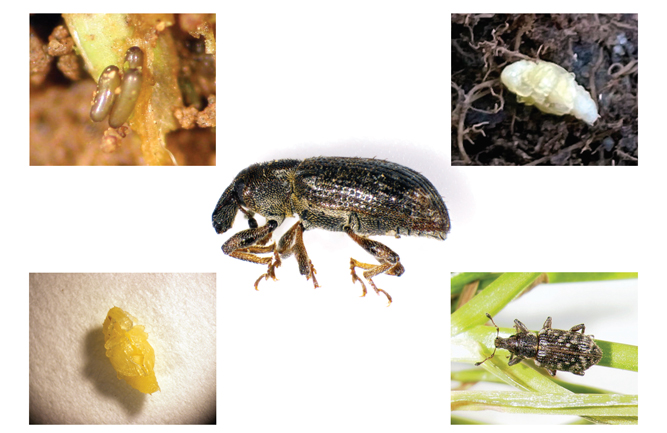 Turf Pest of the Month: Get to know ABW | Golfdom