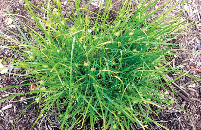 Turf Pest of the Month: What superintendents need to know about ...